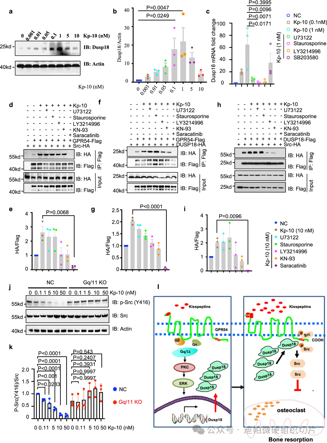 【文章荐读】Kisspeptin-10与破骨细胞中Gpr54结合，通过激活Dusp18介导Src去磷酸化防骨丢失 - 迪帕微